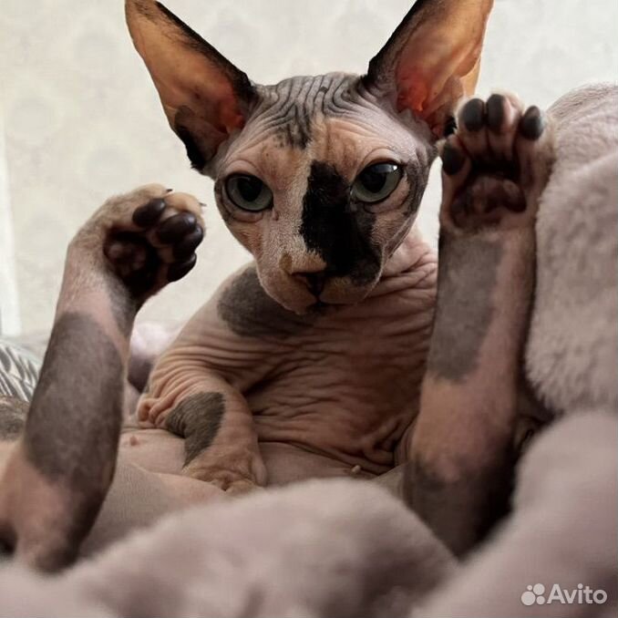 Кошка сфинкс бесплатно