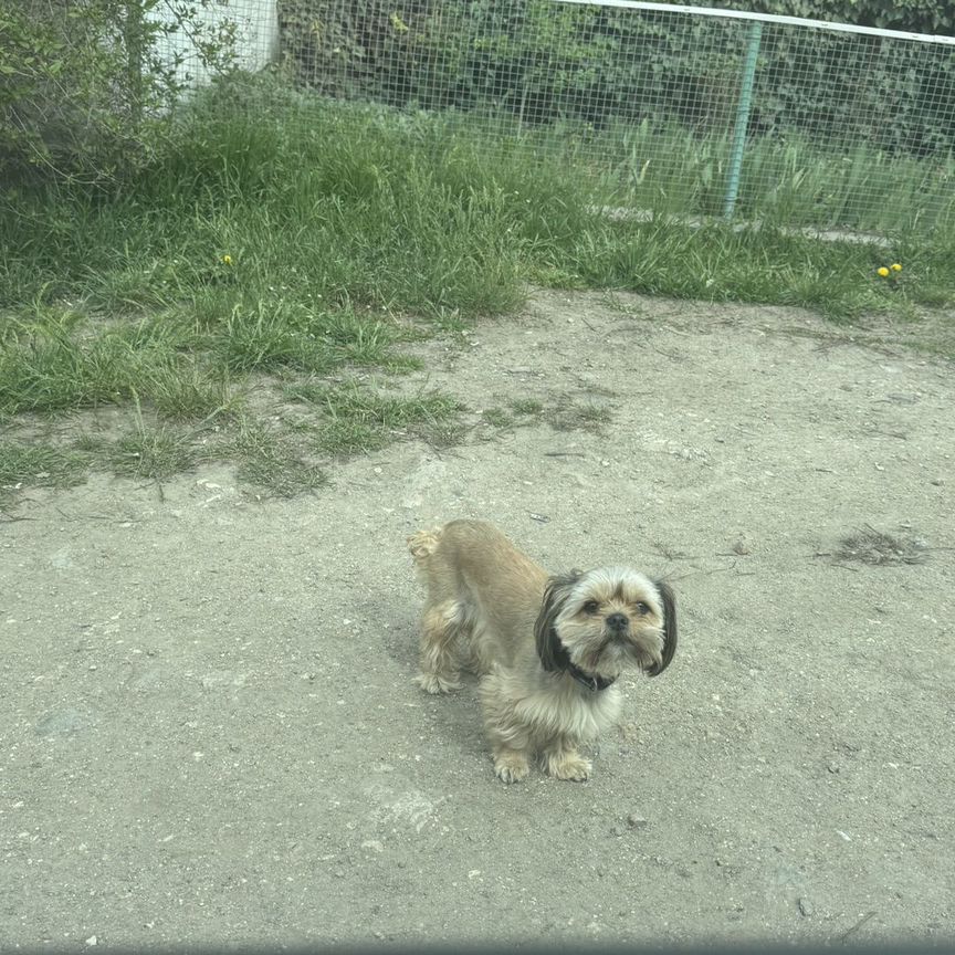 Потерялась собака