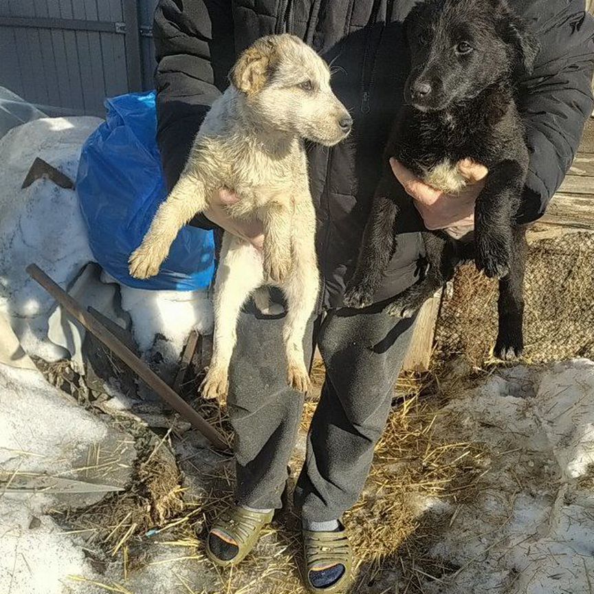 Щенок в добрые руки