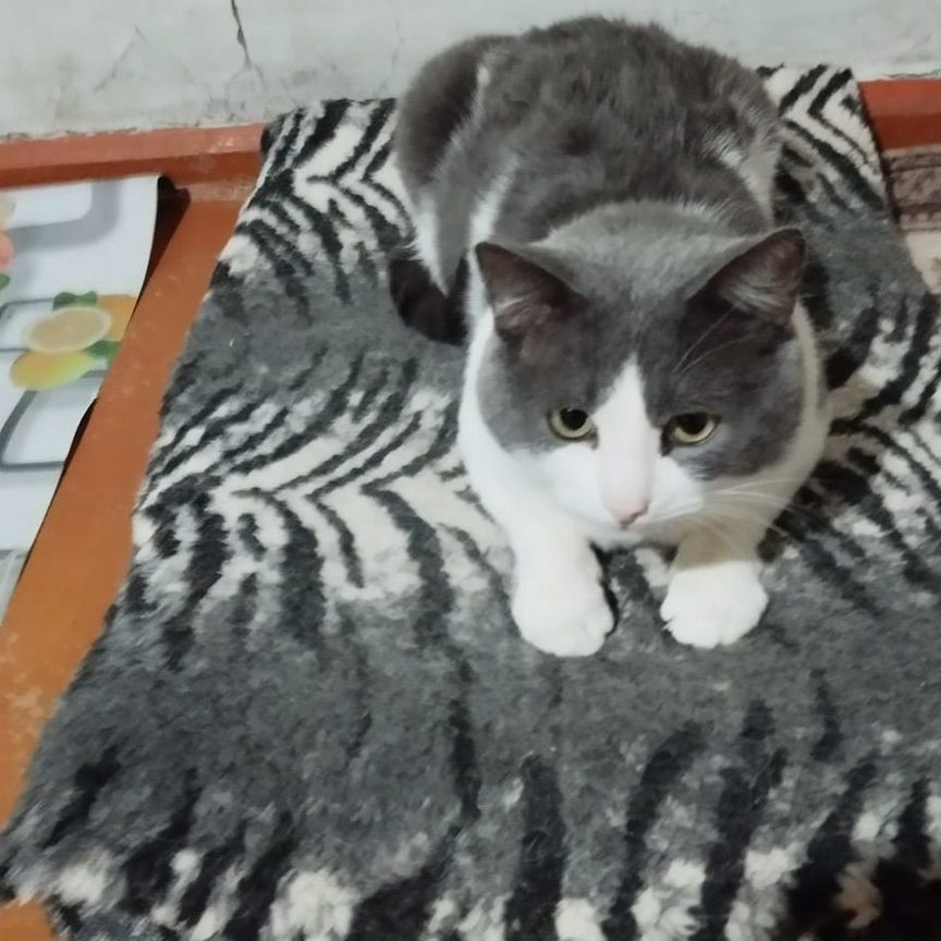 Кот в добрые руки
