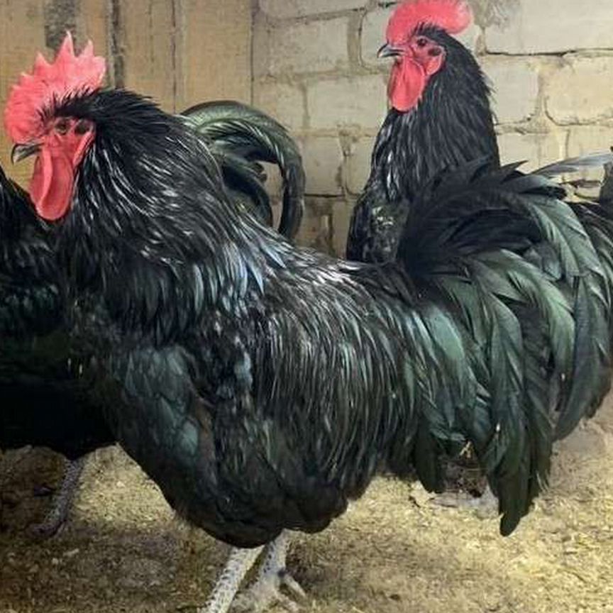 Австралорп черный инкубационное яйцо