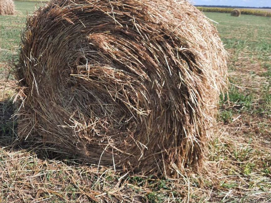 Сено суданки в тюках
