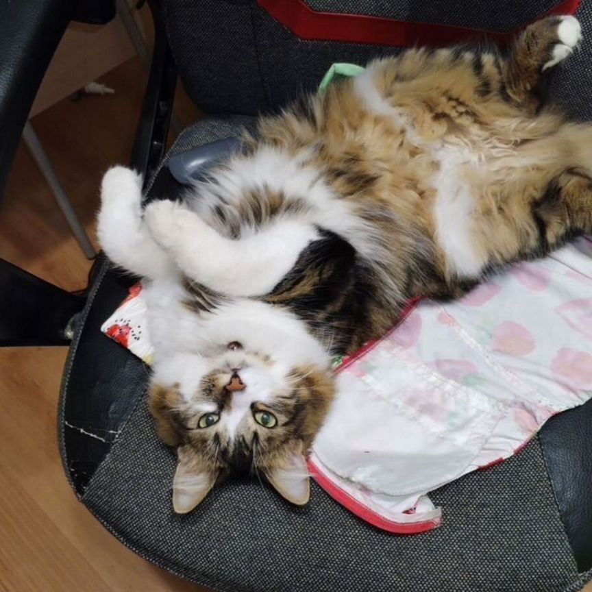 Котик в добрые руки