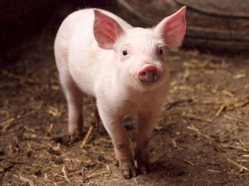 Продам пищевые отходы