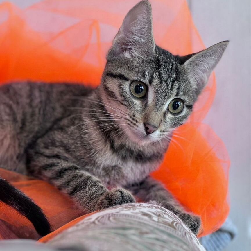 Котёнок Васька ищет семью