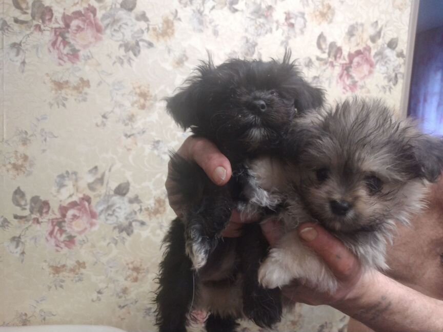 Собака маленькая порода