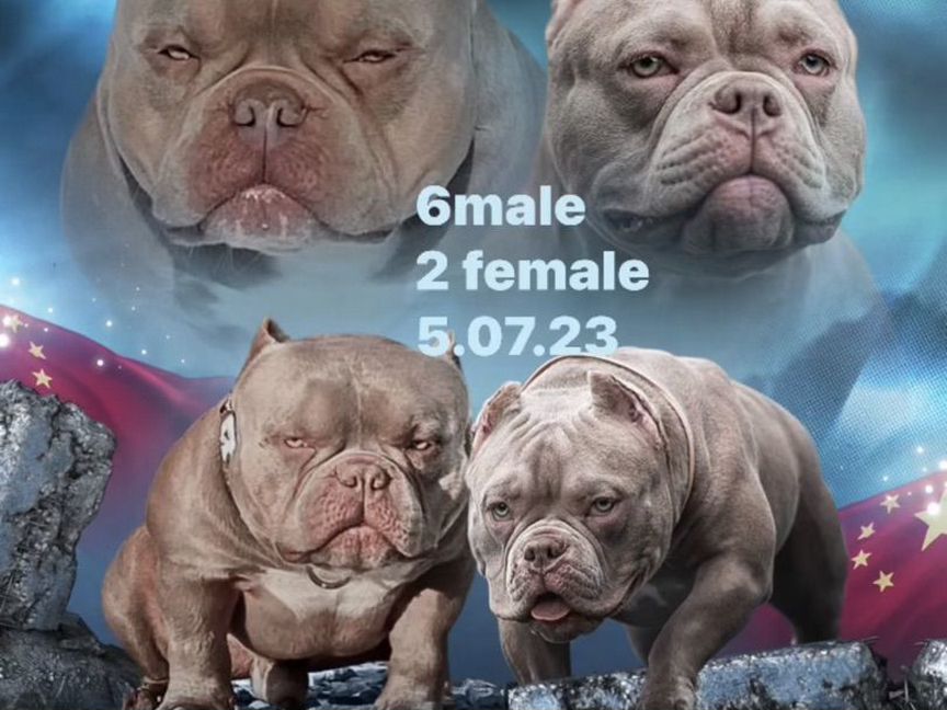 Американский булли