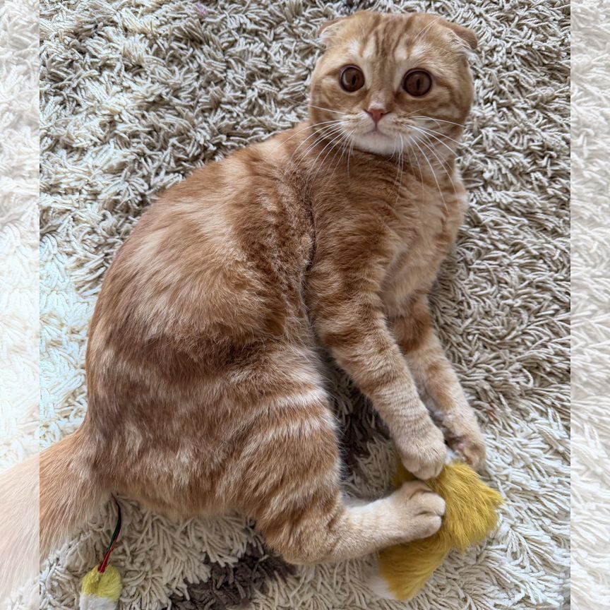 Шотландский вислоухий короткошёрстный кот, вязка