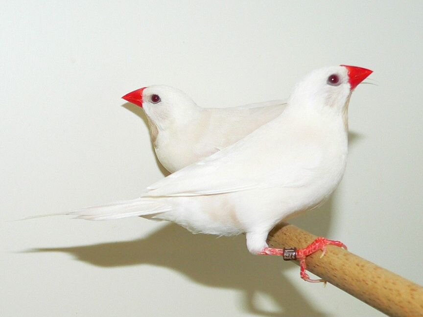 Острохвостые амадины. Германия