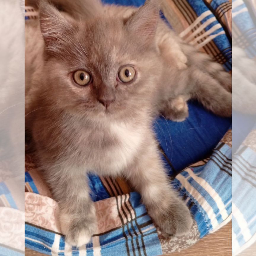 Шотландский прямоухий длинношёрстный котёнок