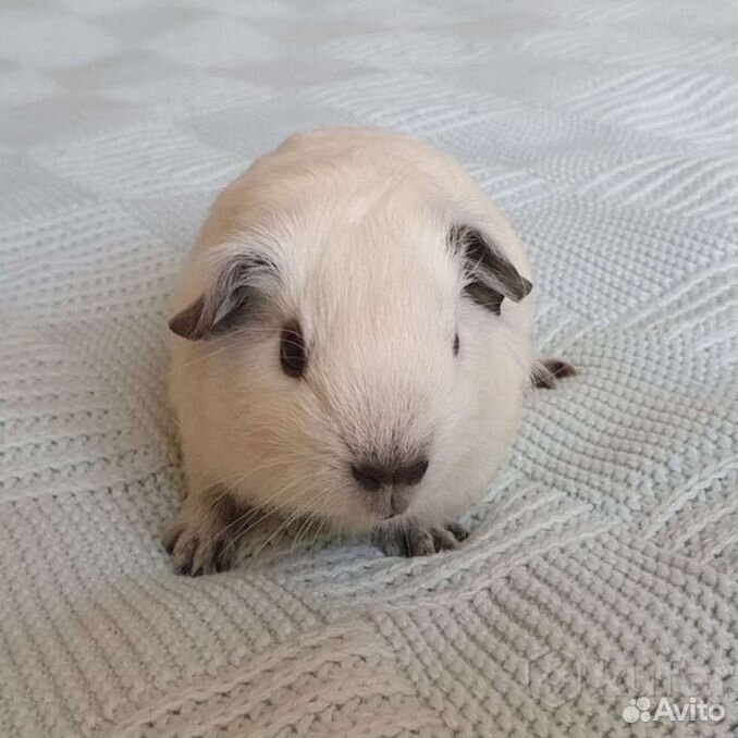 Морская свинка. Мальчик