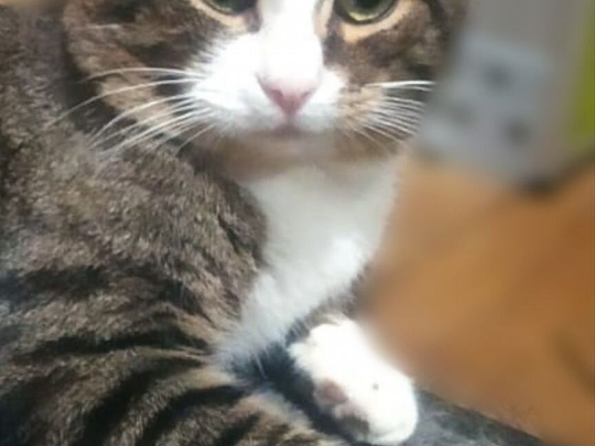 Кошки в добрые руки