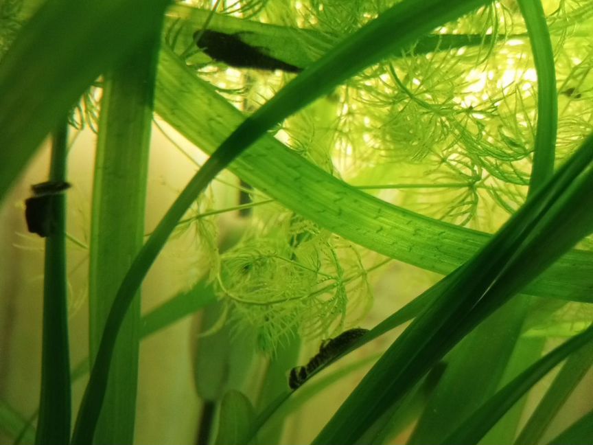 Аквариумные растения