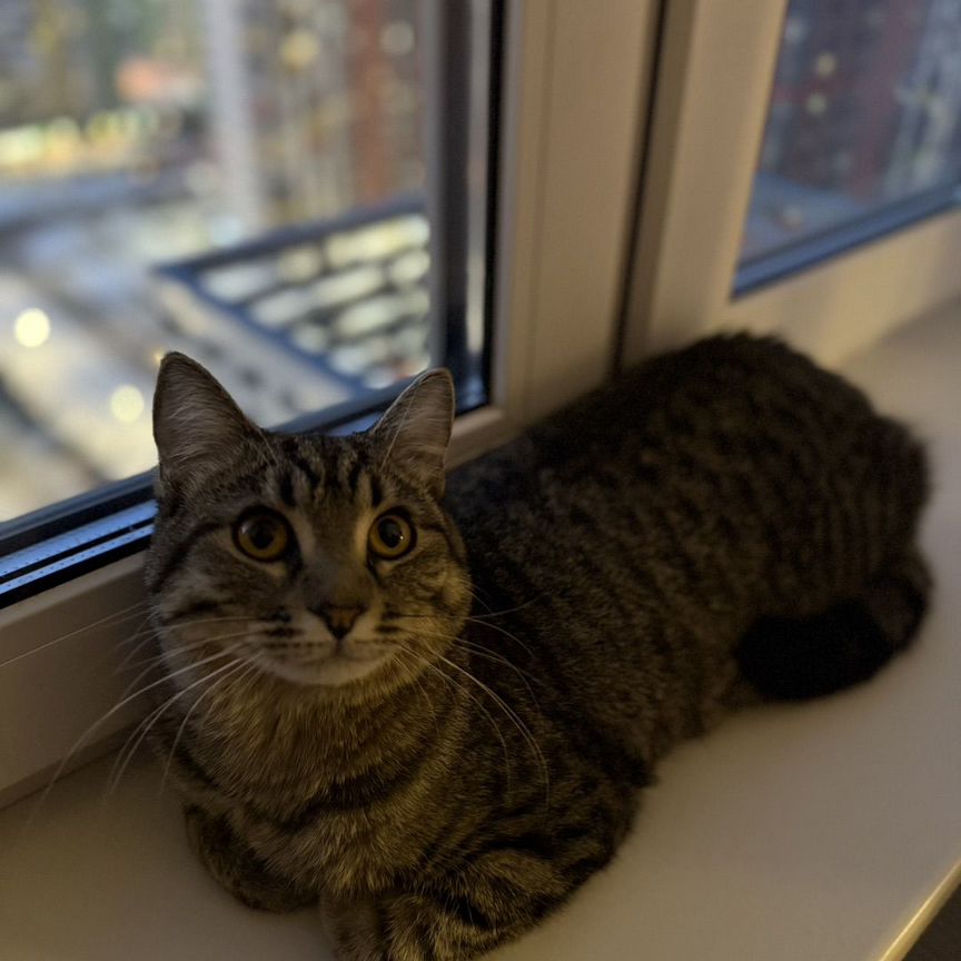 Домашние животные кот