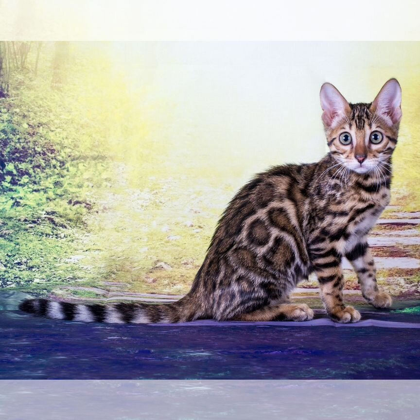 Выставка кошек и котят разных пород