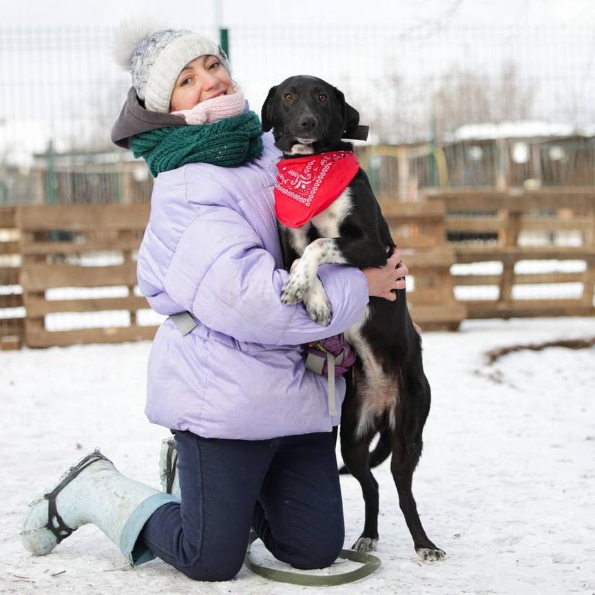 Взрослая собака в добрые руки
