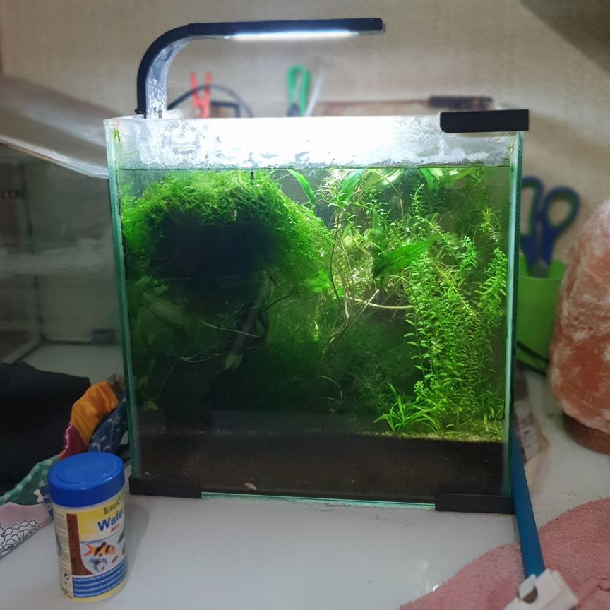 Готовый креветочник 30 литров отдам