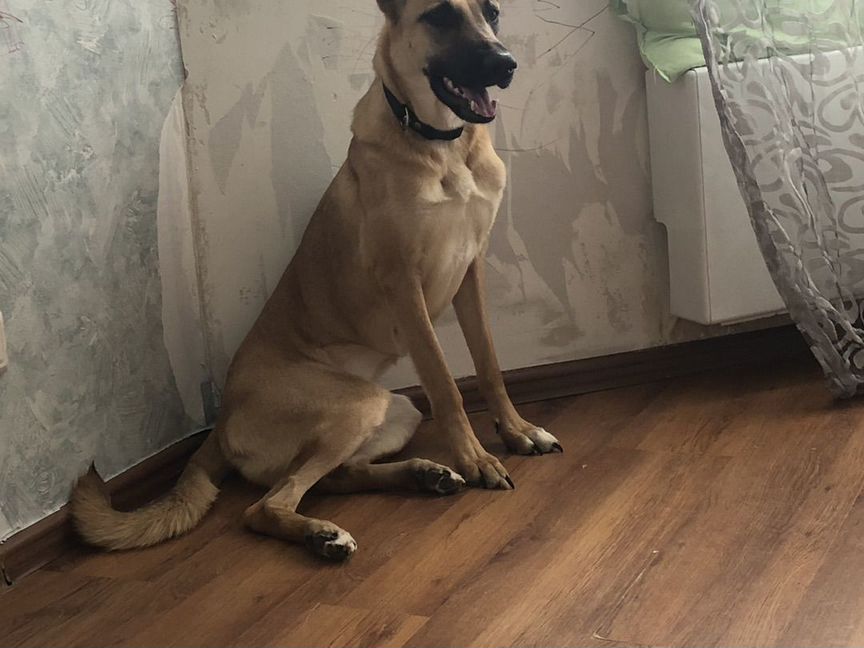 Бельгийка овчарка Девочка в добрые руки