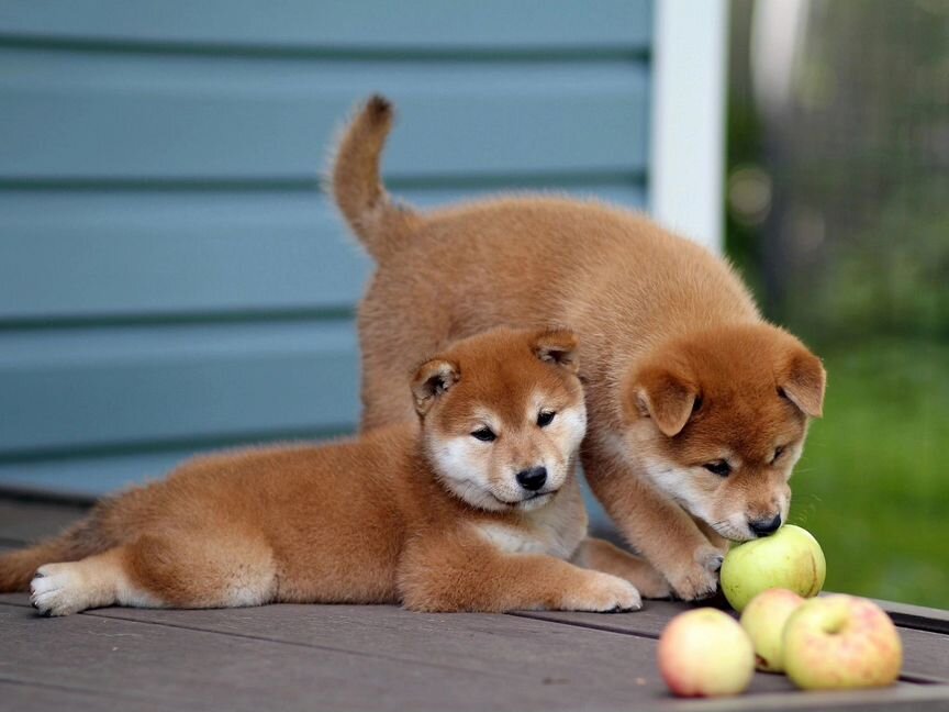 Сиба ину