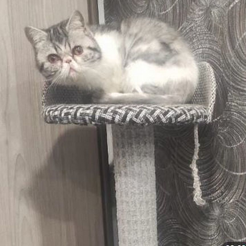 Отдам кошечку экзота