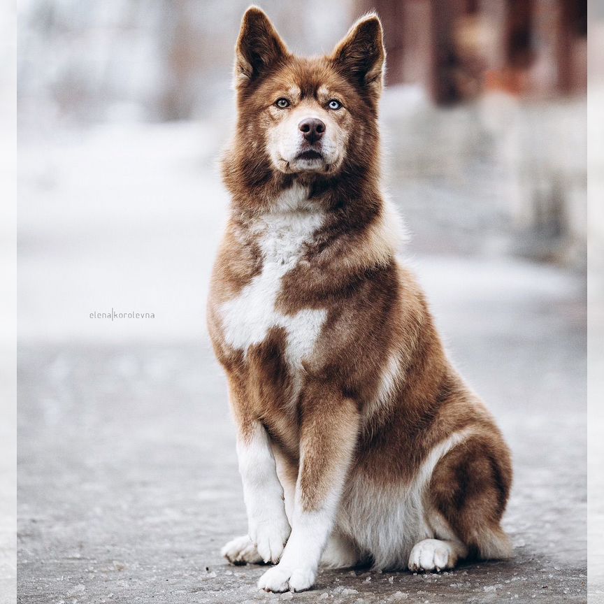 Сибирский хаски, взрослая собака из приюта