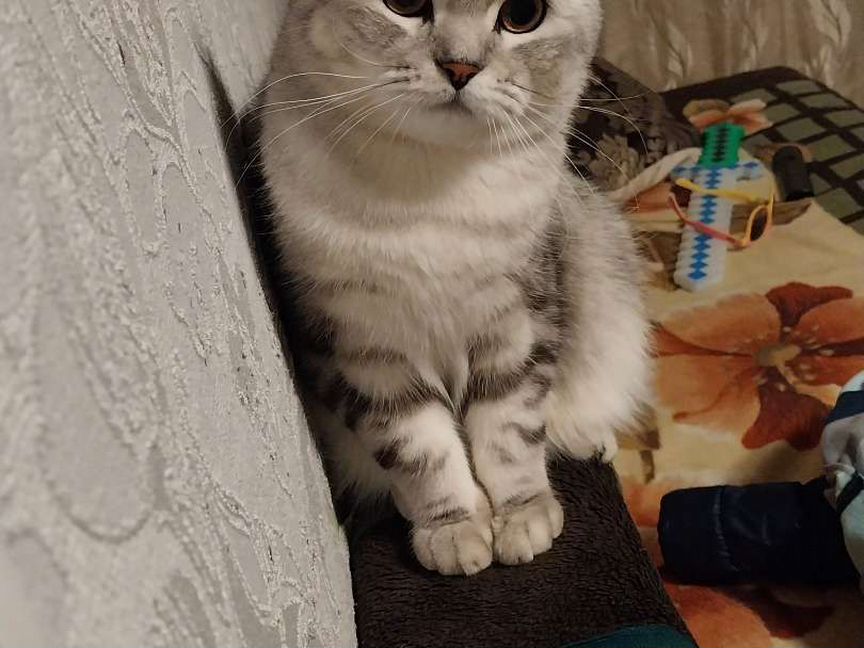 Британский котик