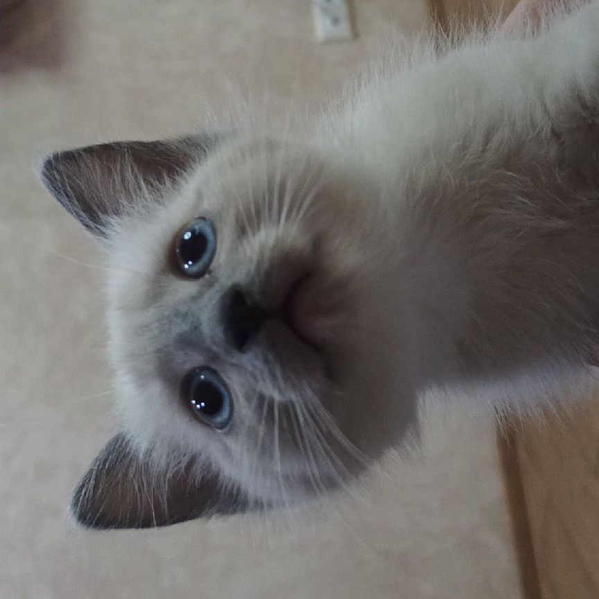 Котята в добрые руки приучены к лотку, 1.5 мес