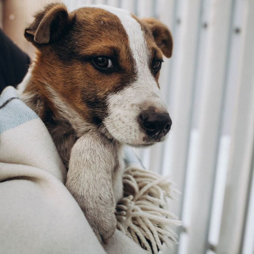 Щенок ищет дом