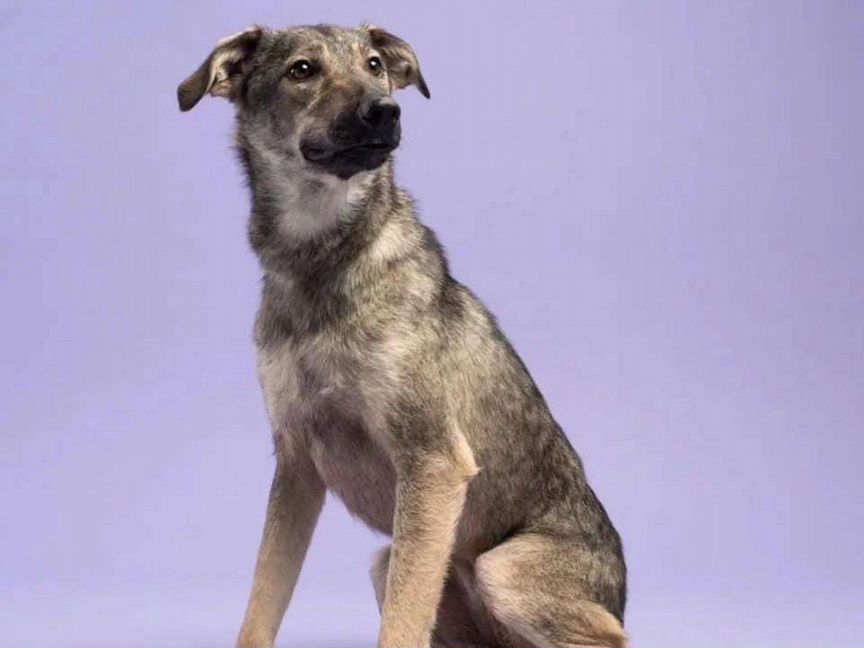 Собачка в добрые руки