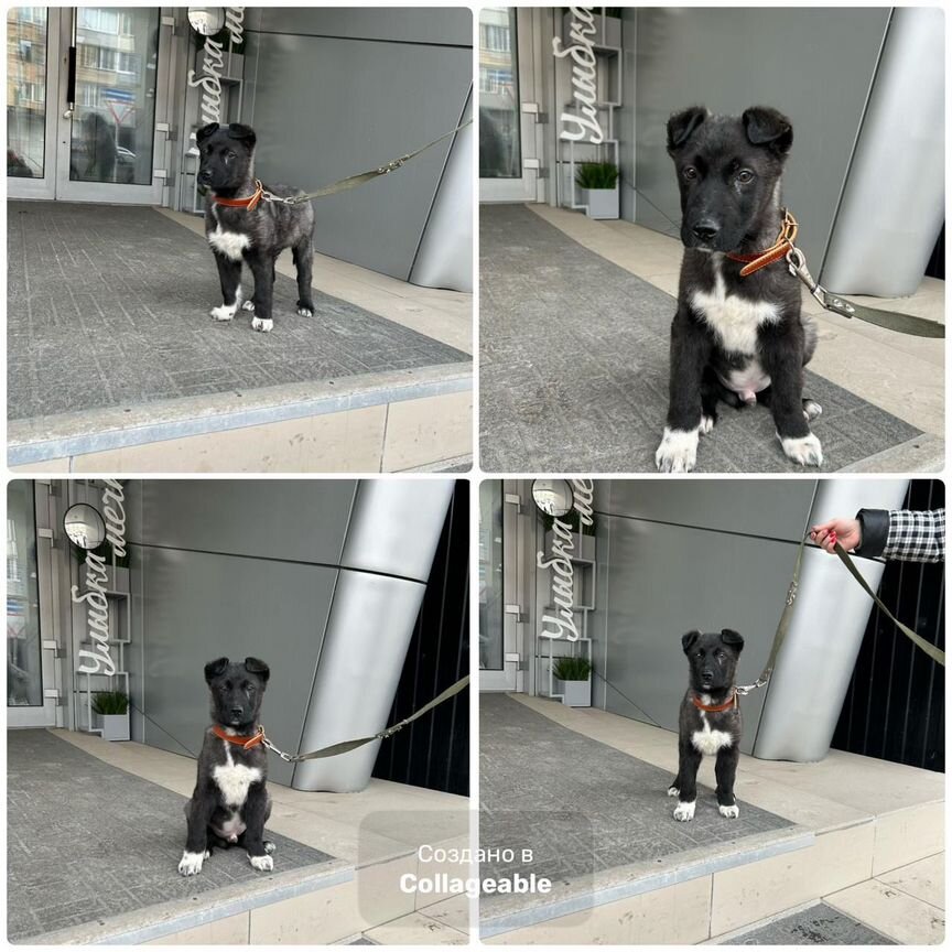 Отдам в хорошие руки шенка