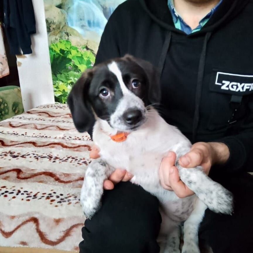 Щеночка выбросили