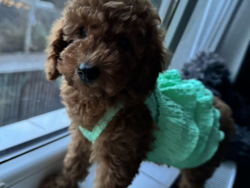 Пудель той девочка