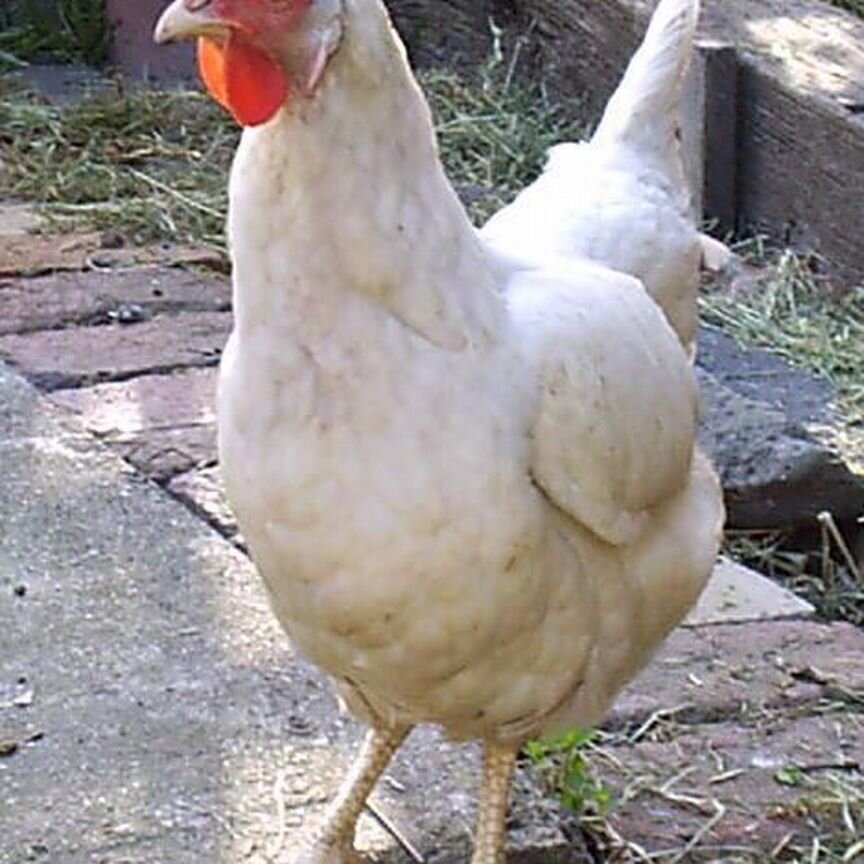 Куры несушки