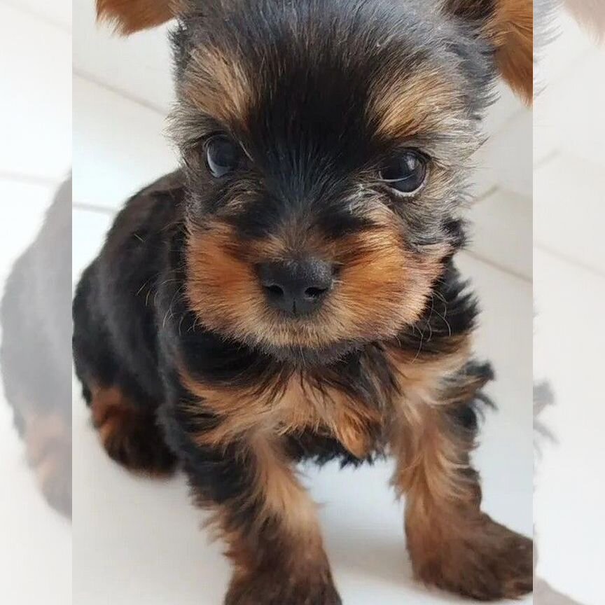 Йоркширский терьер, щенок