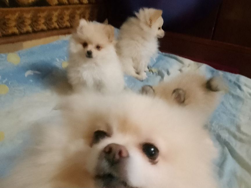 Белый померанский шпиц