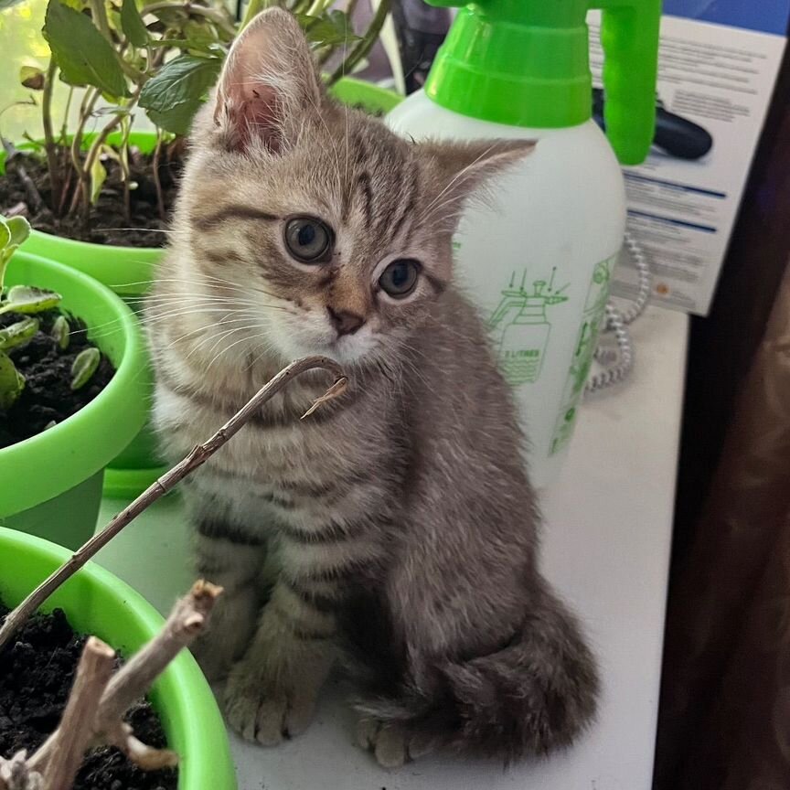 Британский короткошёрстный котёнок