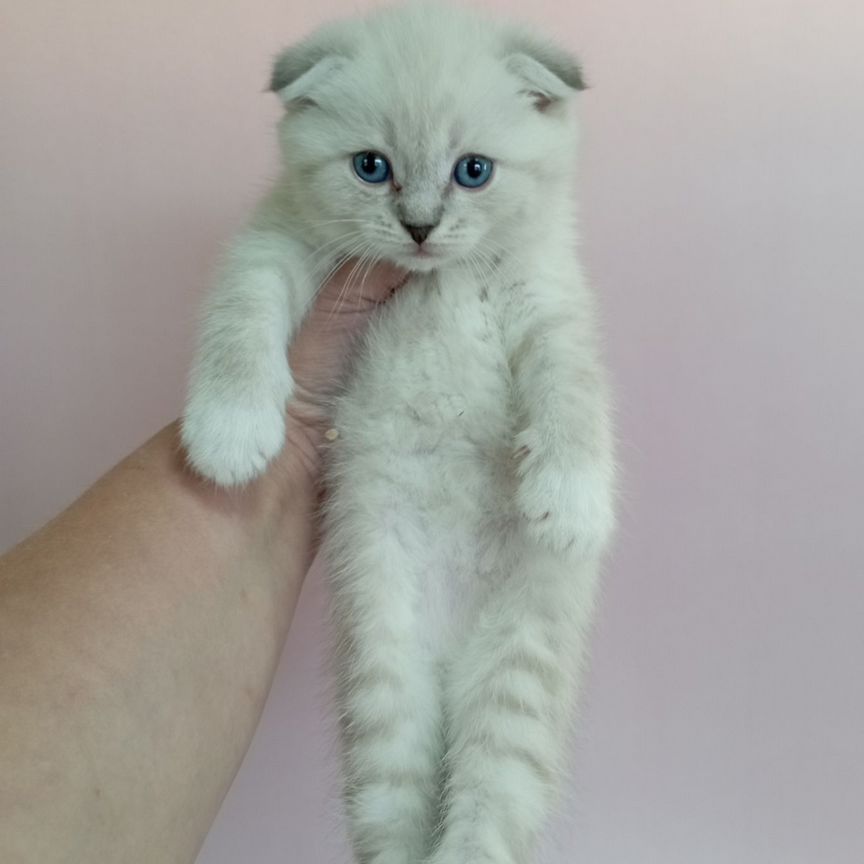 Шотландский вислоухий короткошёрстный котёнок