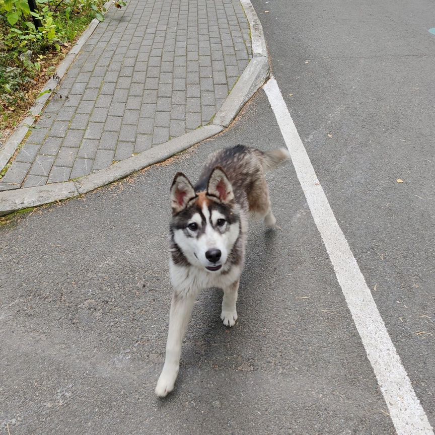 Найдена собака