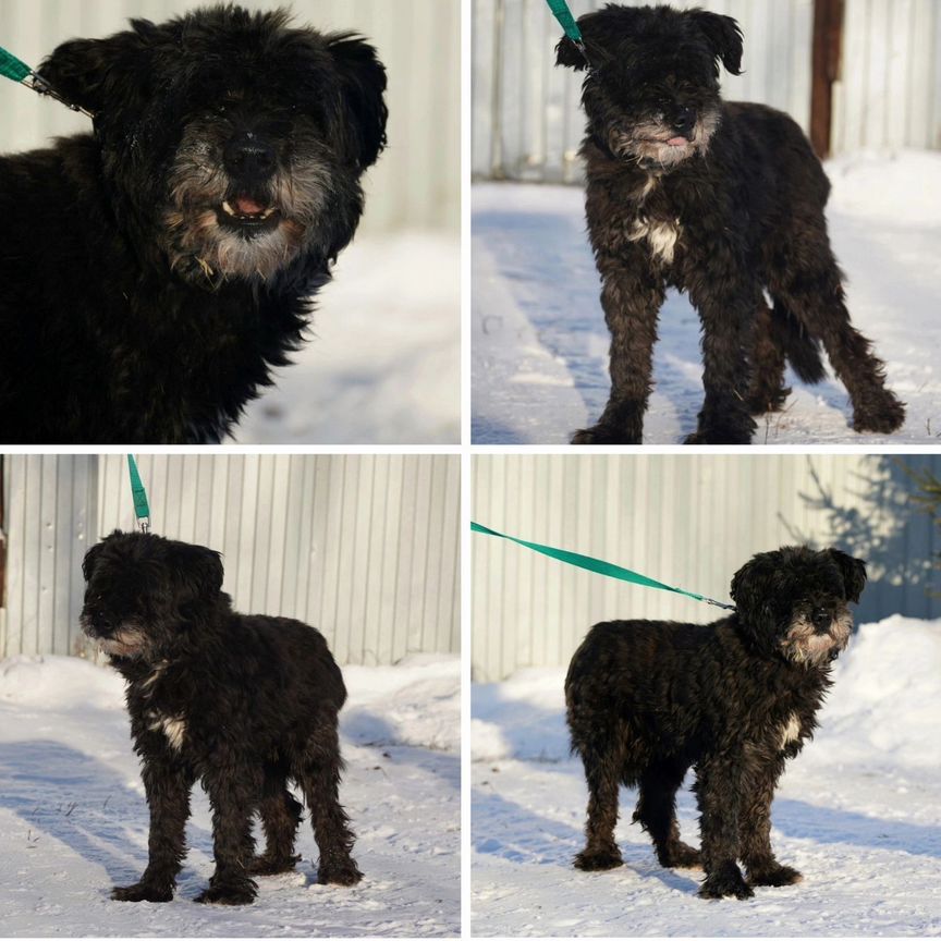 Взрослый пёс в добрые руки