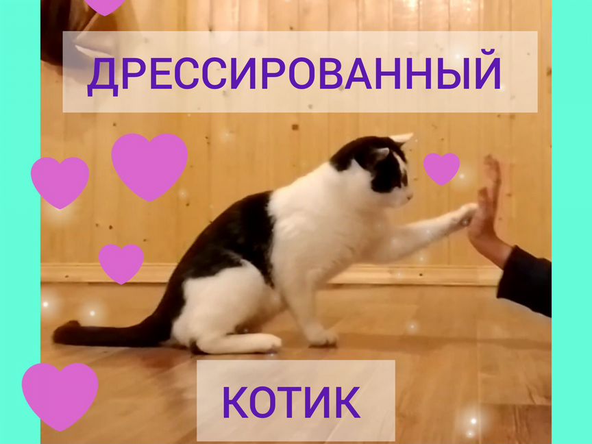 Дрессированный котик. Котенок Кошка кошки
