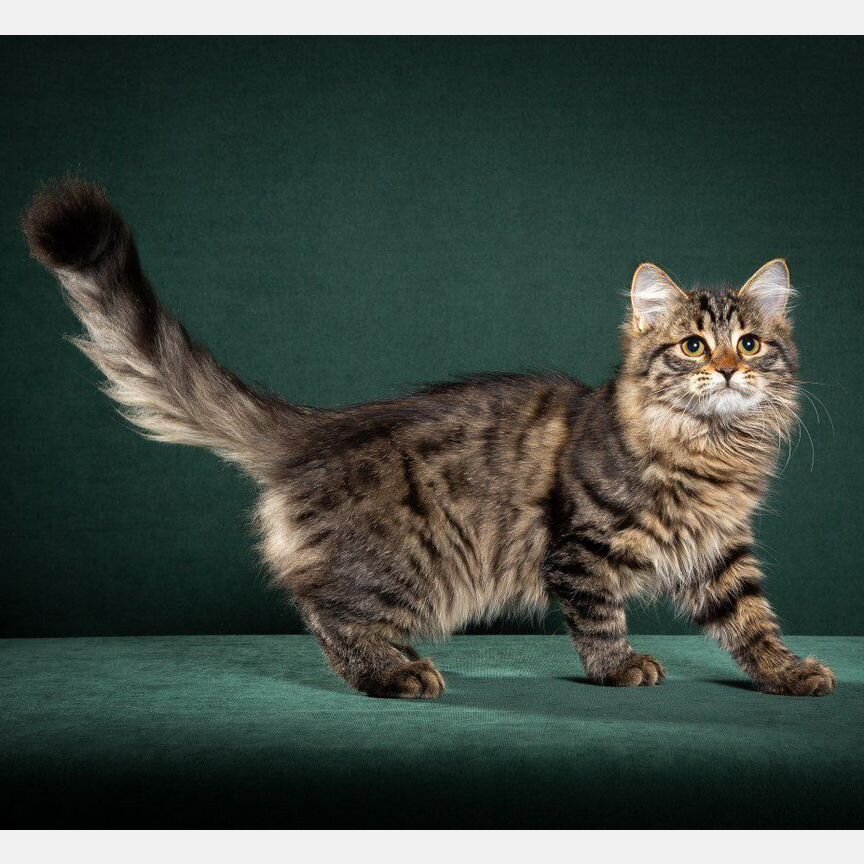 Сибирская кошка