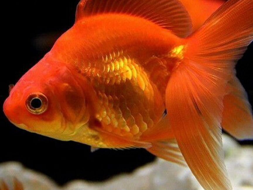 Золотая рыбка