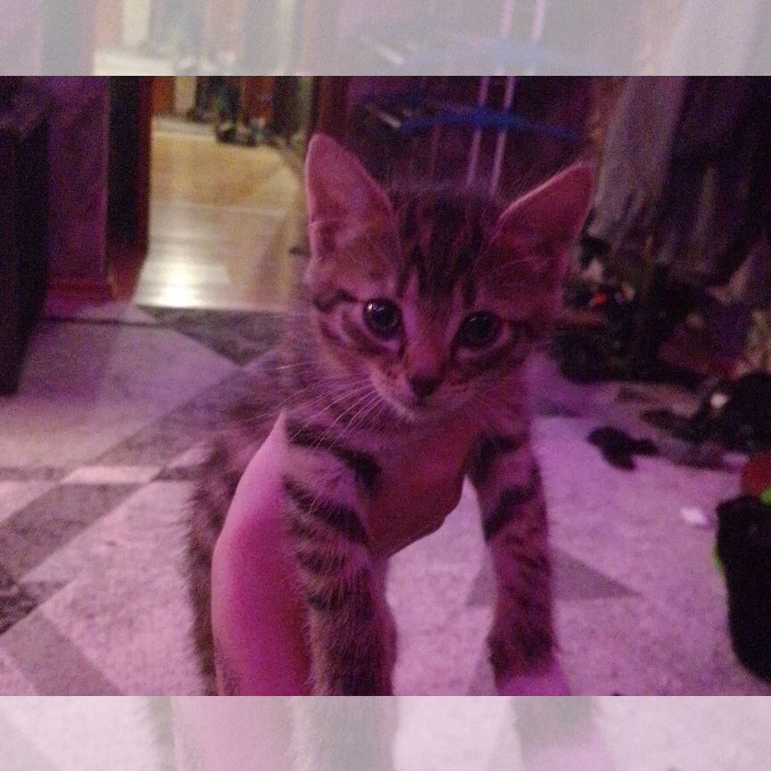 Котёнок в добрые руки