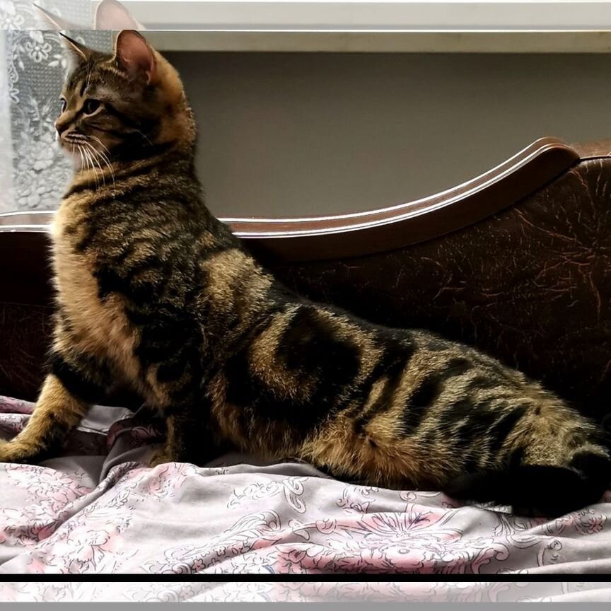 Кошечка британка в добрые руки бесплатно