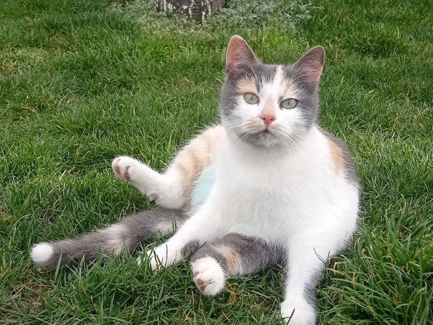 Кошка