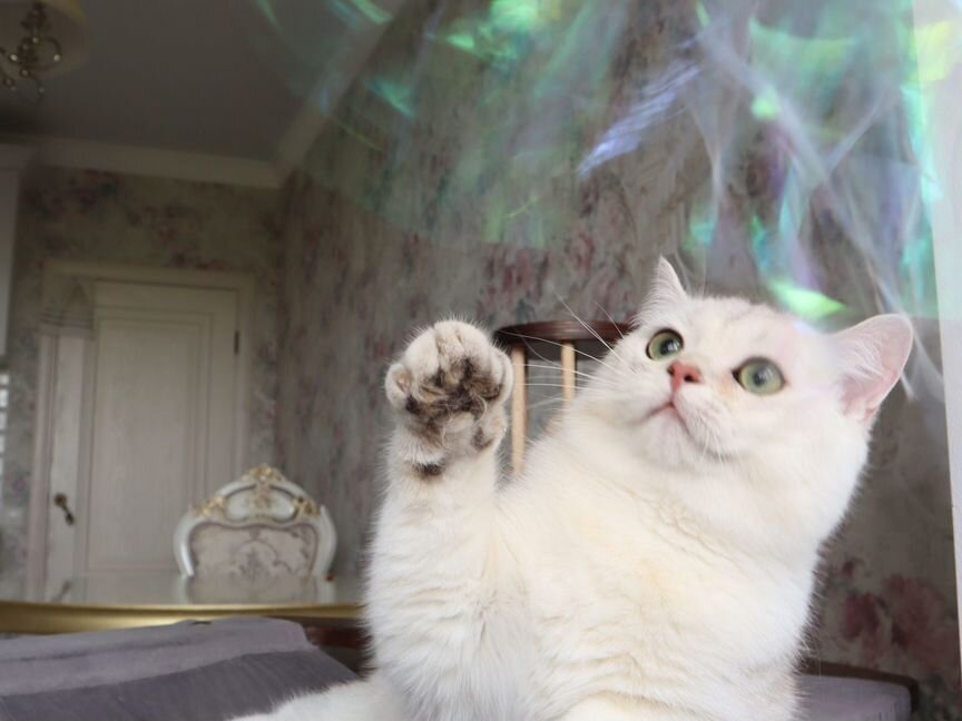 Британские котята, серебристая шиншилла, мальчик 8