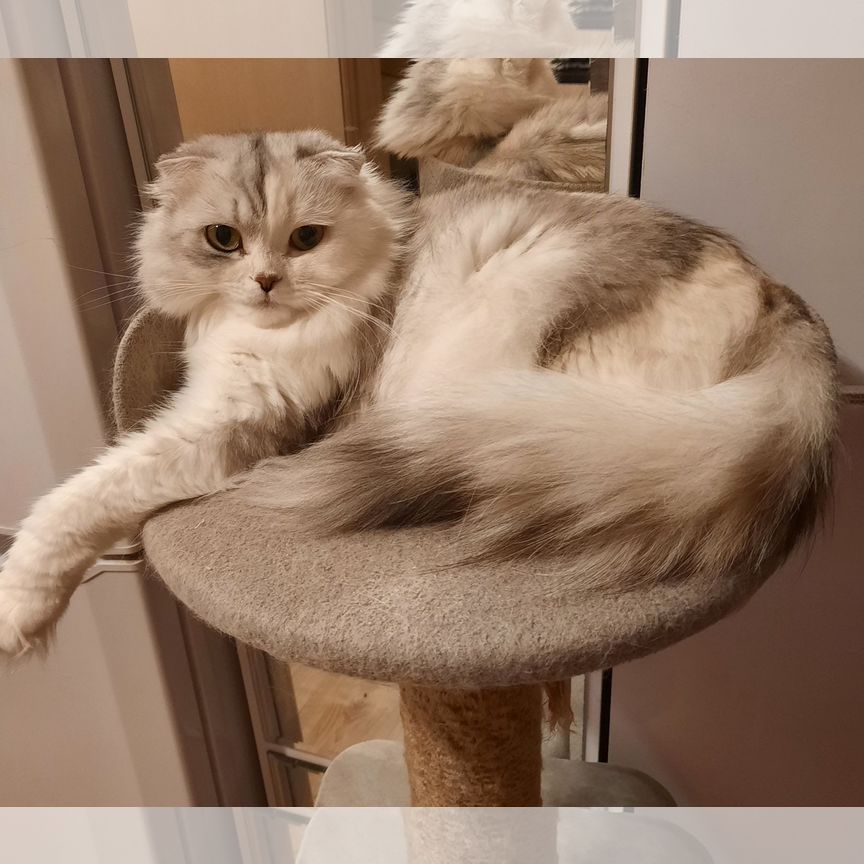 Шотландская вислоухая длинношёрстная кошка, взрослая