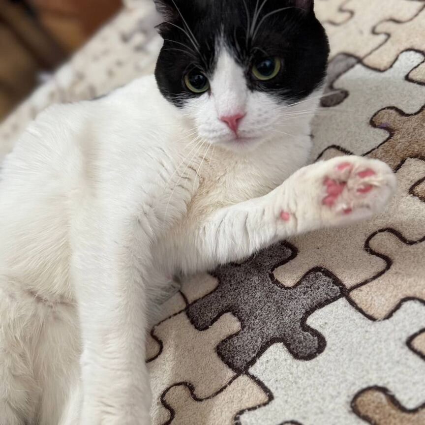 Котик в добрые руки