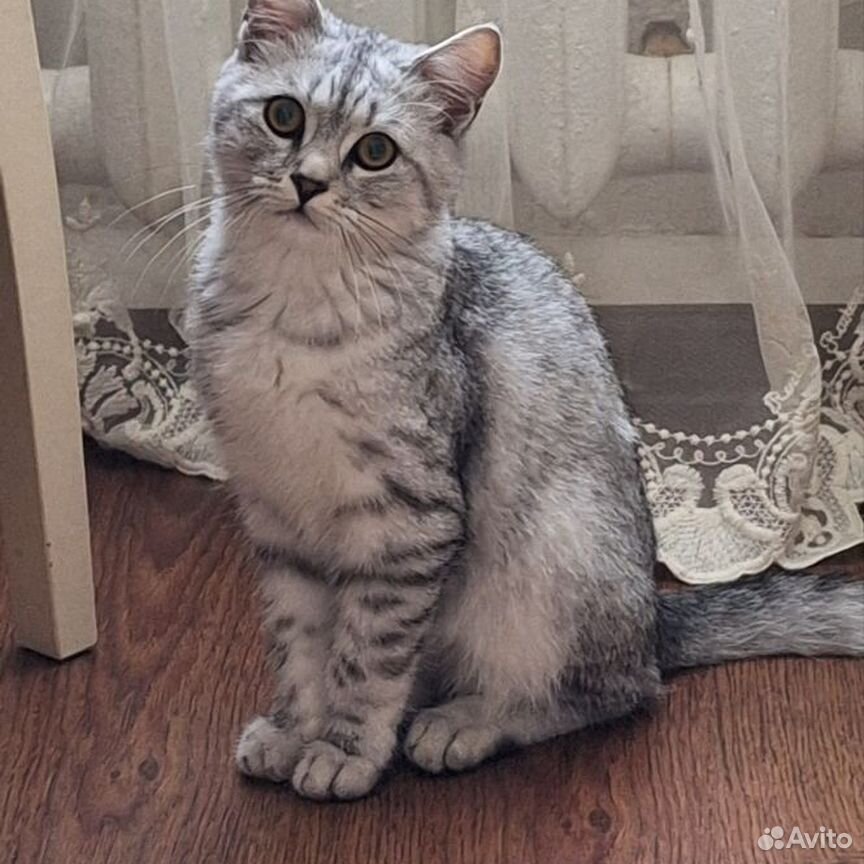Шотландский котенок