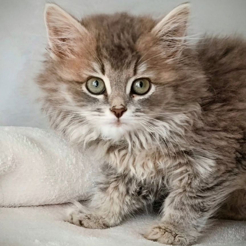 Сибирский котёнок